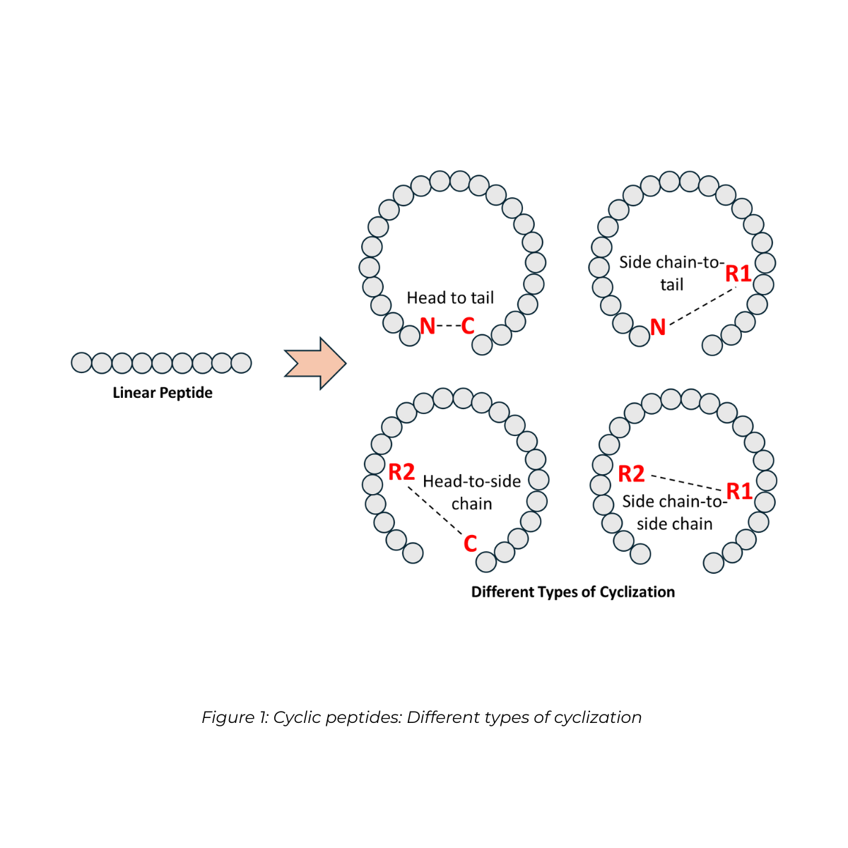 Closing the Loop: How Cyclic Peptides Are Reshaping Therapeutics ...